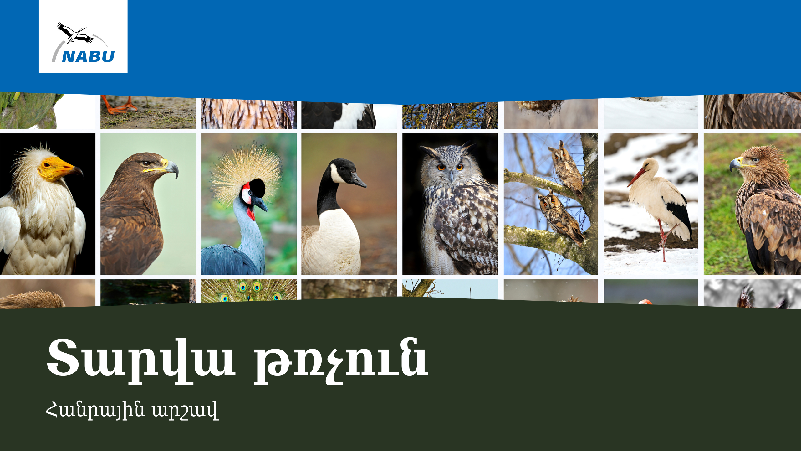 "Bird of the Year" Ecological Awareness campaign | NABU